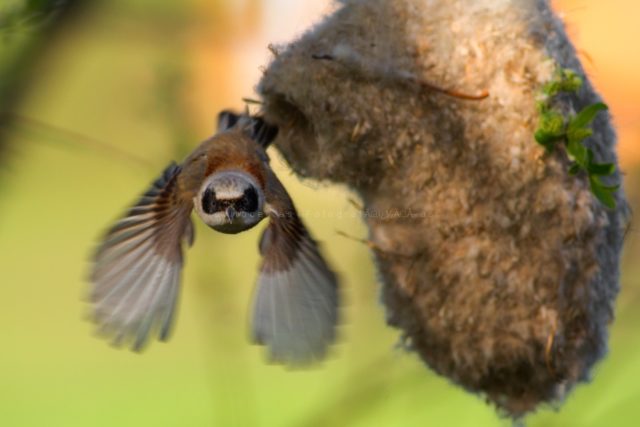 Pájaro moscón – Territorio Salvaje