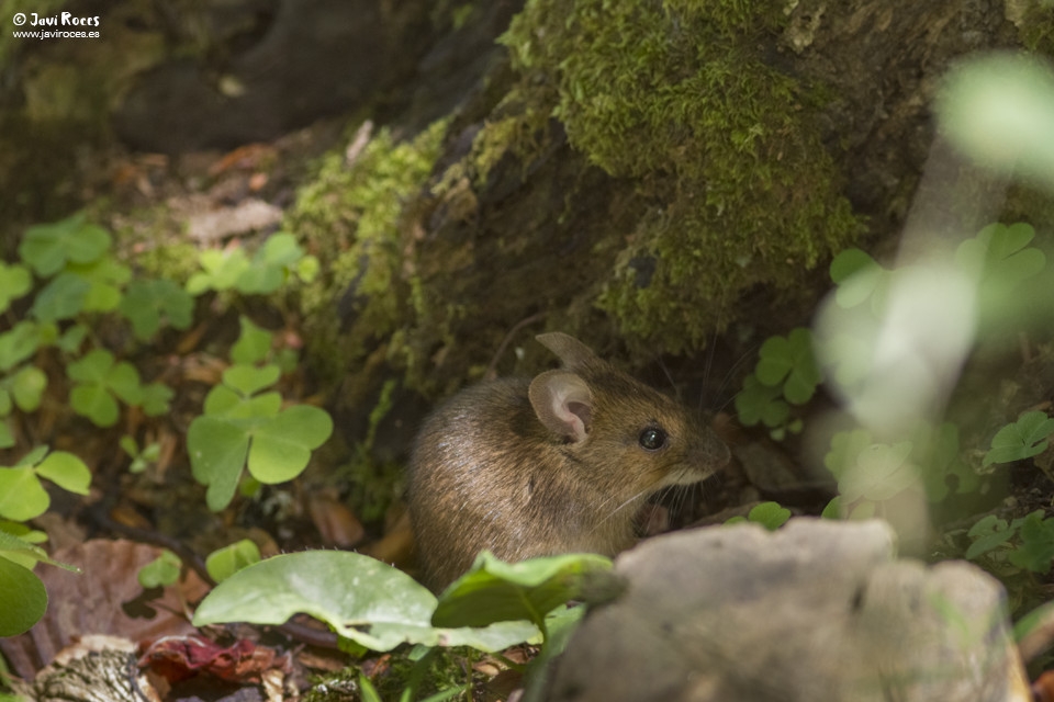 Territorio SalvajeRatón de campo - Territorio Salvaje